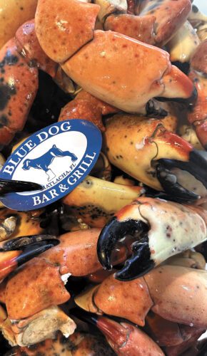 Blue Dog Bar and Grill re-opens after hurricanes - Pineisland Eagle